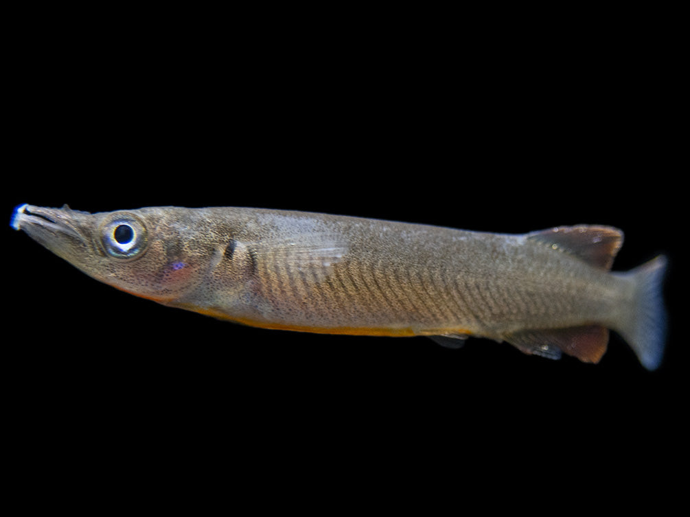 Orange-Finned Halfbeak (Nomorhampus ebradtii) - Aquatic Arts