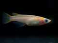 Gold Medaka Ricefish (Oryzias latipes) - Aquatic Arts