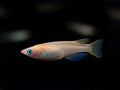 Gold Medaka Ricefish (Oryzias latipes) - Aquatic Arts