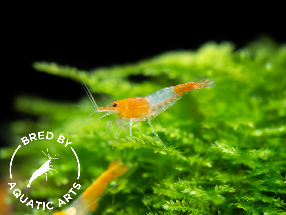 Orange Rili Shrimp (Neocaridina davidi), BREDBY: Aquatic Arts on sale ...
