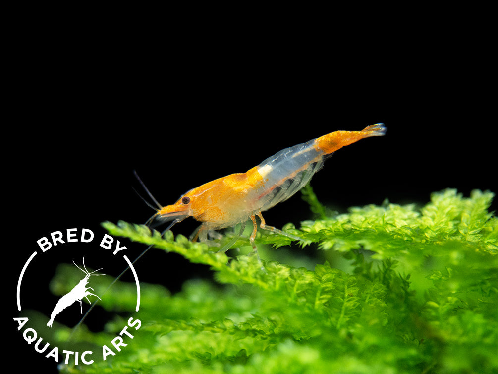 Orange Rili Shrimp (Neocaridina davidi), BREDBY: Aquatic Arts on sale ...