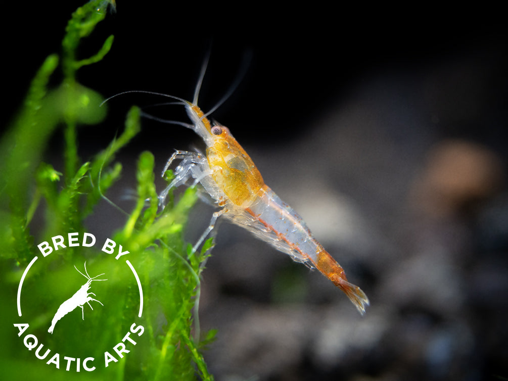 Neocaridina Shrimp – Aquatic Arts
