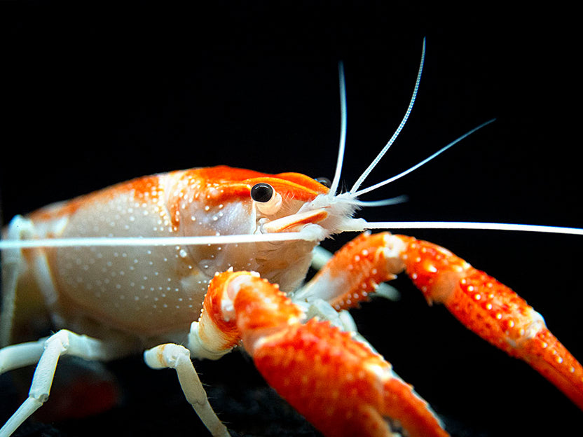 Freshwater Crayfish | Next-Day US Delivery | 100% Live Arrival ...