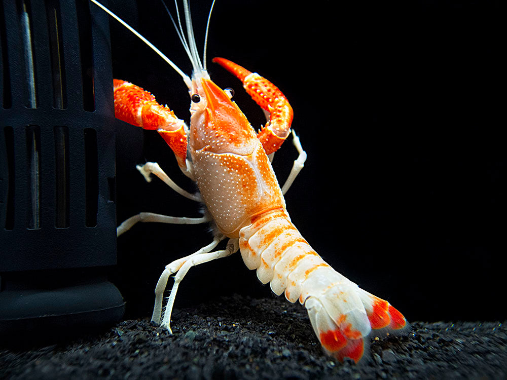 Freshwater Crayfish | Next-Day US Delivery | 100% Live Arrival ...