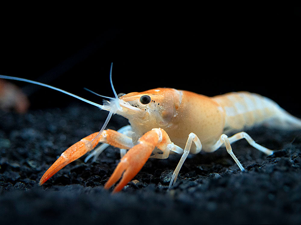 Freshwater Crayfish | Next-Day US Delivery | 100% Live Arrival ...