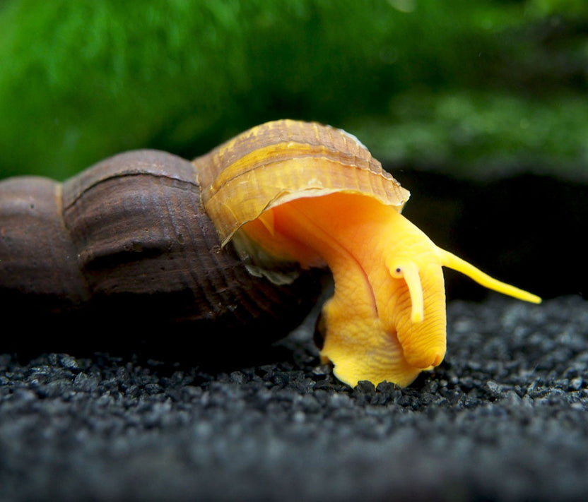 Freshwater Fish Store | Buy Live Fish Online - Aquatic Arts