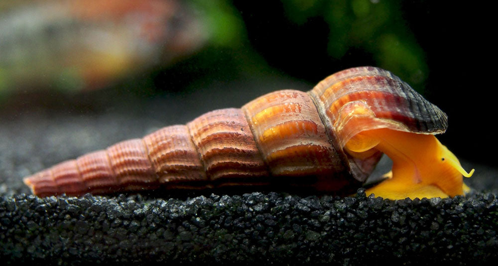Sulawesi Snails – Aquatic Arts