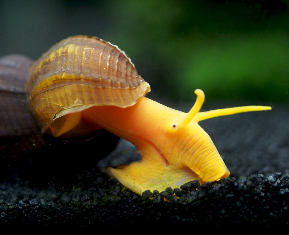 Sulawesi Snails – Aquatic Arts