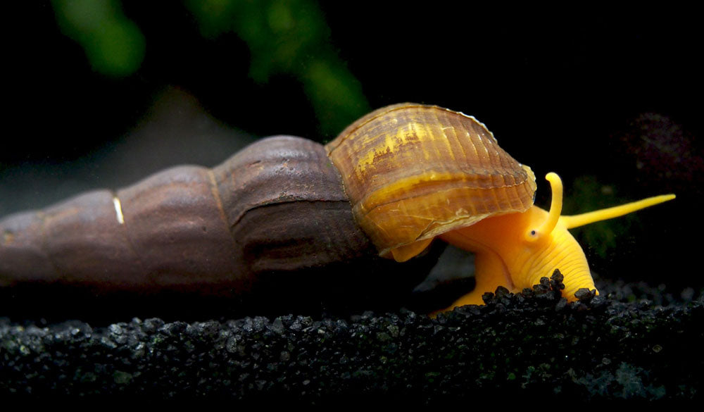 Sulawesi Snails – Aquatic Arts