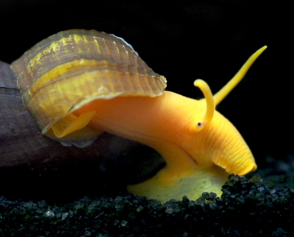 Orange Giant Sulawesi Rabbit Snails - Aquatic Arts
