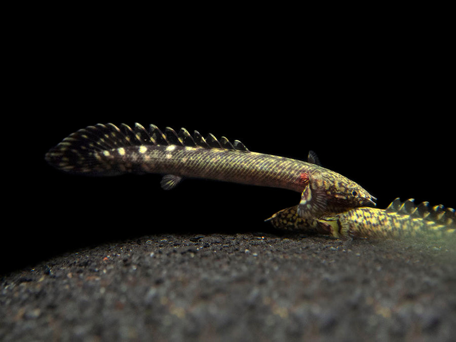 Ornate Bichir (Polypterus ornatipinnis), Tank-Bred - Aquatic Arts