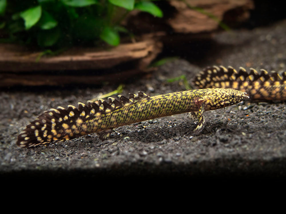 Ornate Bichir (Polypterus ornatipinnis), Tank-Bred - Aquatic Arts on ...