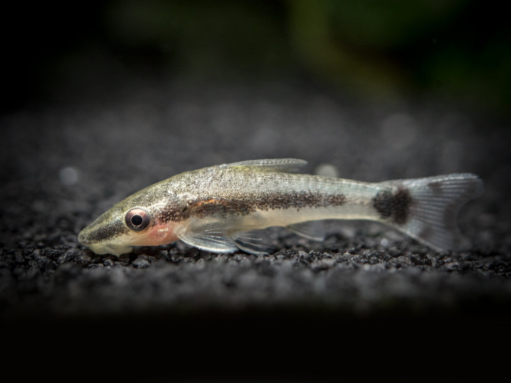 Otocinclus Catfish (Otocinclus macrospilus), Tank-Raised! - Aquatic Arts