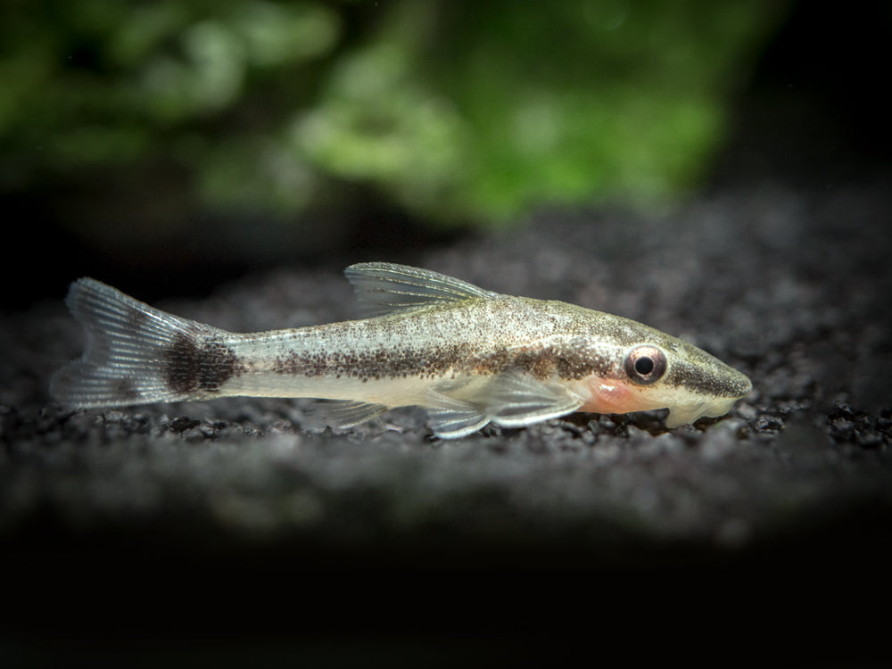 Otocinclus Catfish (Otocinclus macrospilus), Tank-Raised! - Aquatic Arts