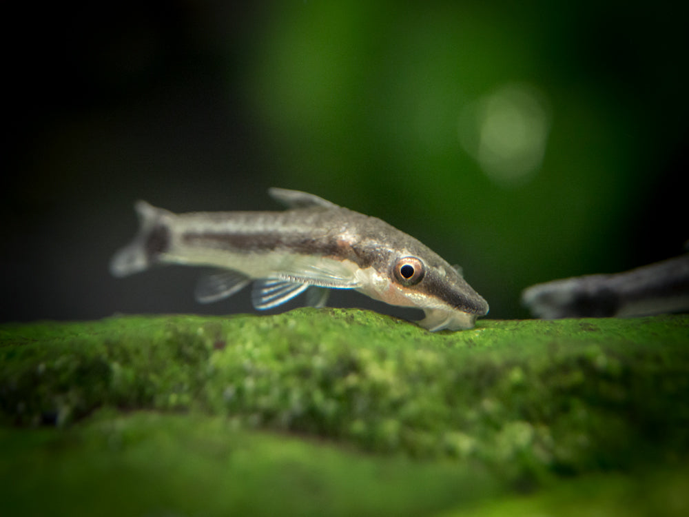 Otocinclus Catfish (Otocinclus macrospilus), Tank-Raised! - Aquatic Arts