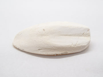 Cuttlebone for Aquariums - Aquatic Arts