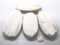 Cuttlebone for Aquariums - Aquatic Arts