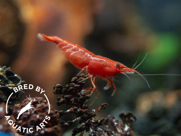 Freshwater Fire Shrimp