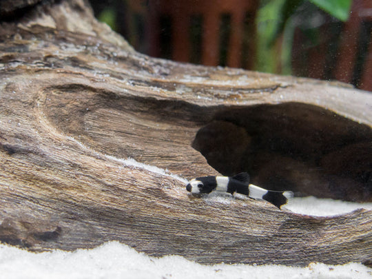Panda Loach (Yaoshania pachychilus) - Aquatic Arts