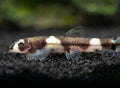 Panda Loach (Yaoshania pachychilus) - Aquatic Arts