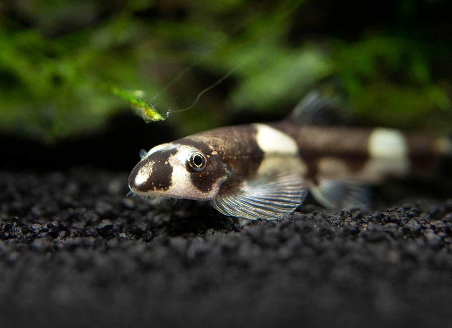 Panda Loach (Yaoshania pachychilus) - Aquatic Arts