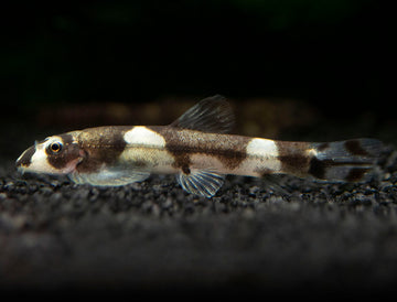 Panda Loach (Yaoshania pachychilus) - Aquatic Arts