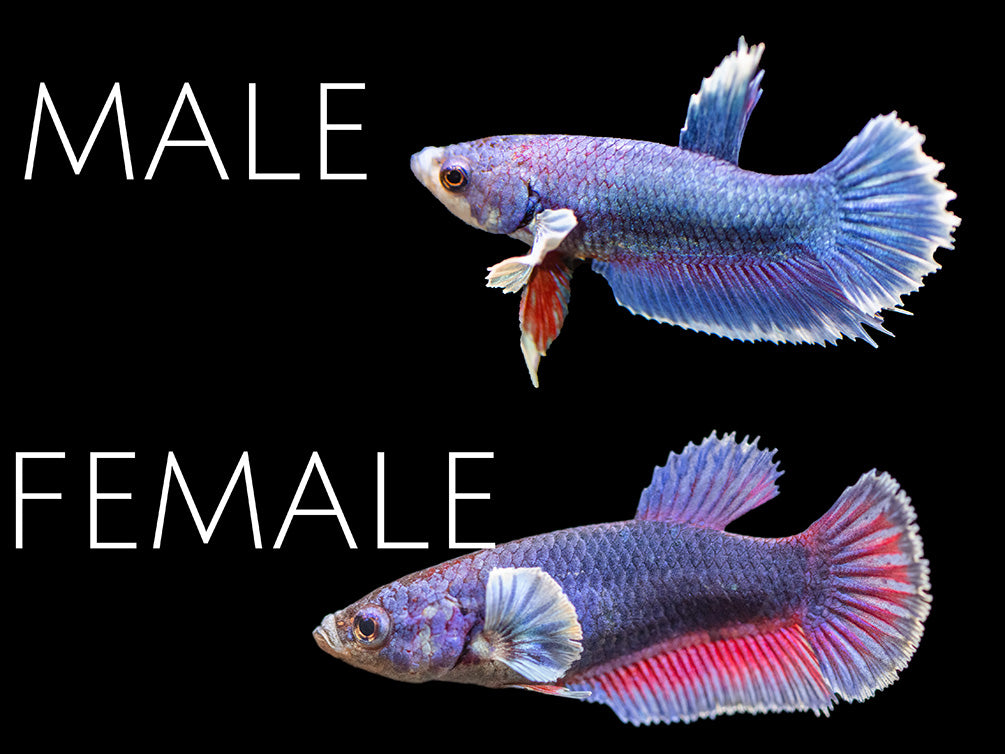 Assorted DELUXE Dumbo Plakat Betta (Betta splendens) - Tank-Bred ...