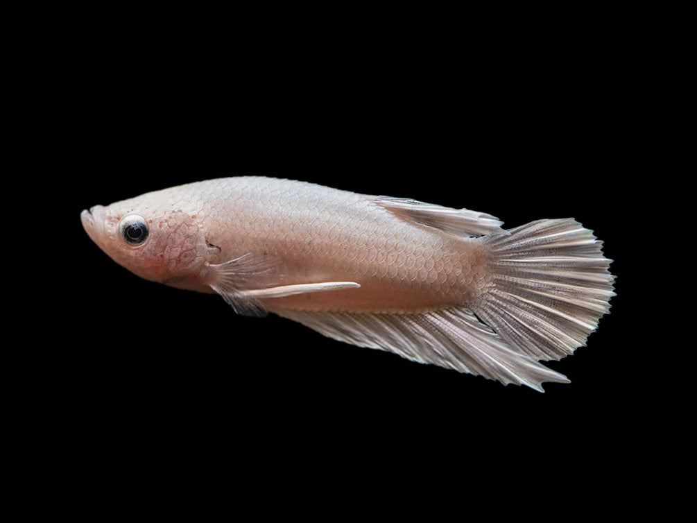 Platinum Plakat Betta (Betta splendens), Male - Aquatic Arts