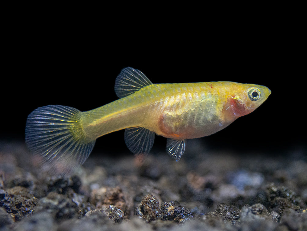 Guppy Fish Tank