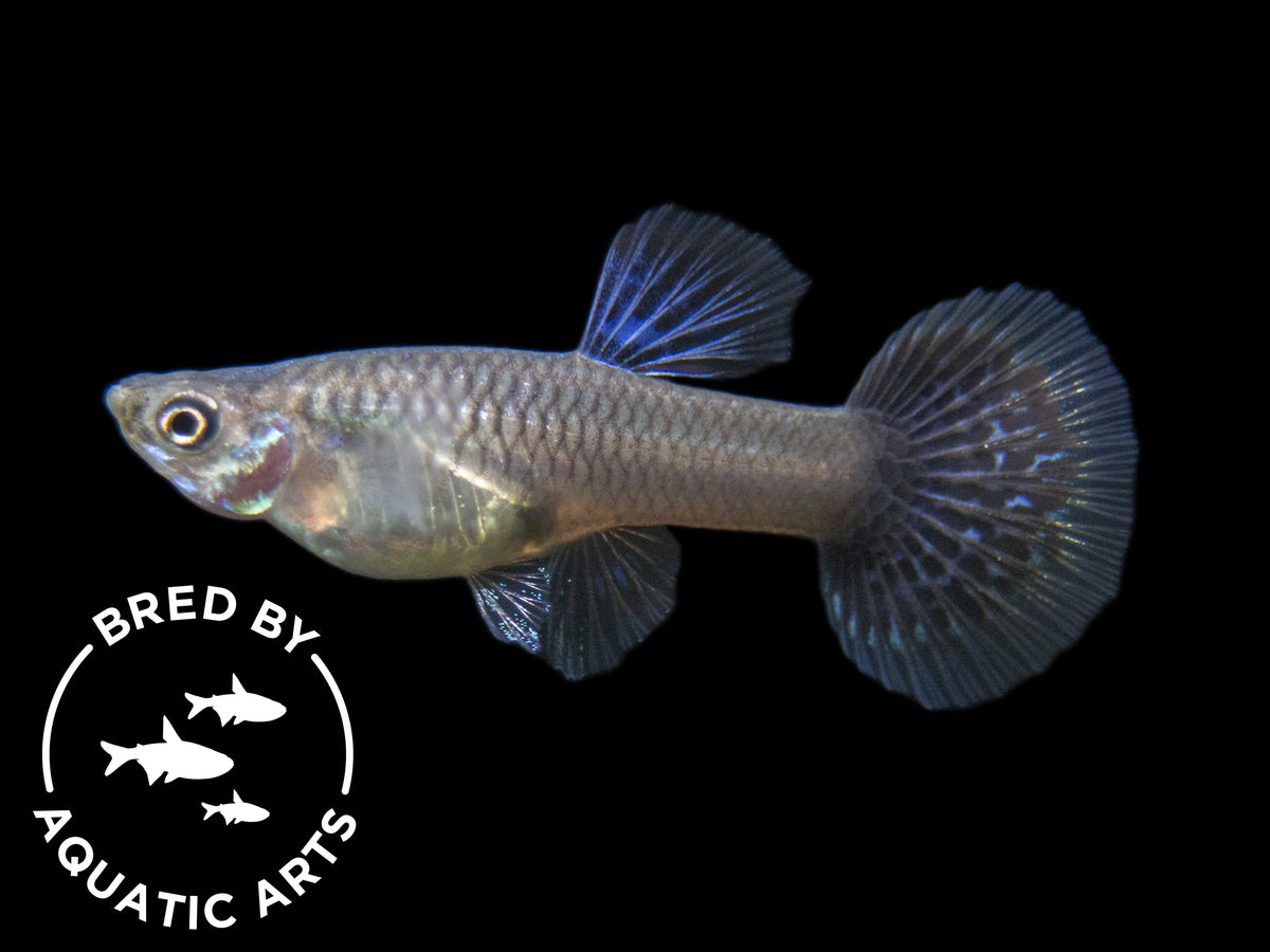 Purple Dragon Mosaic Guppy Bred By Aquatic Arts