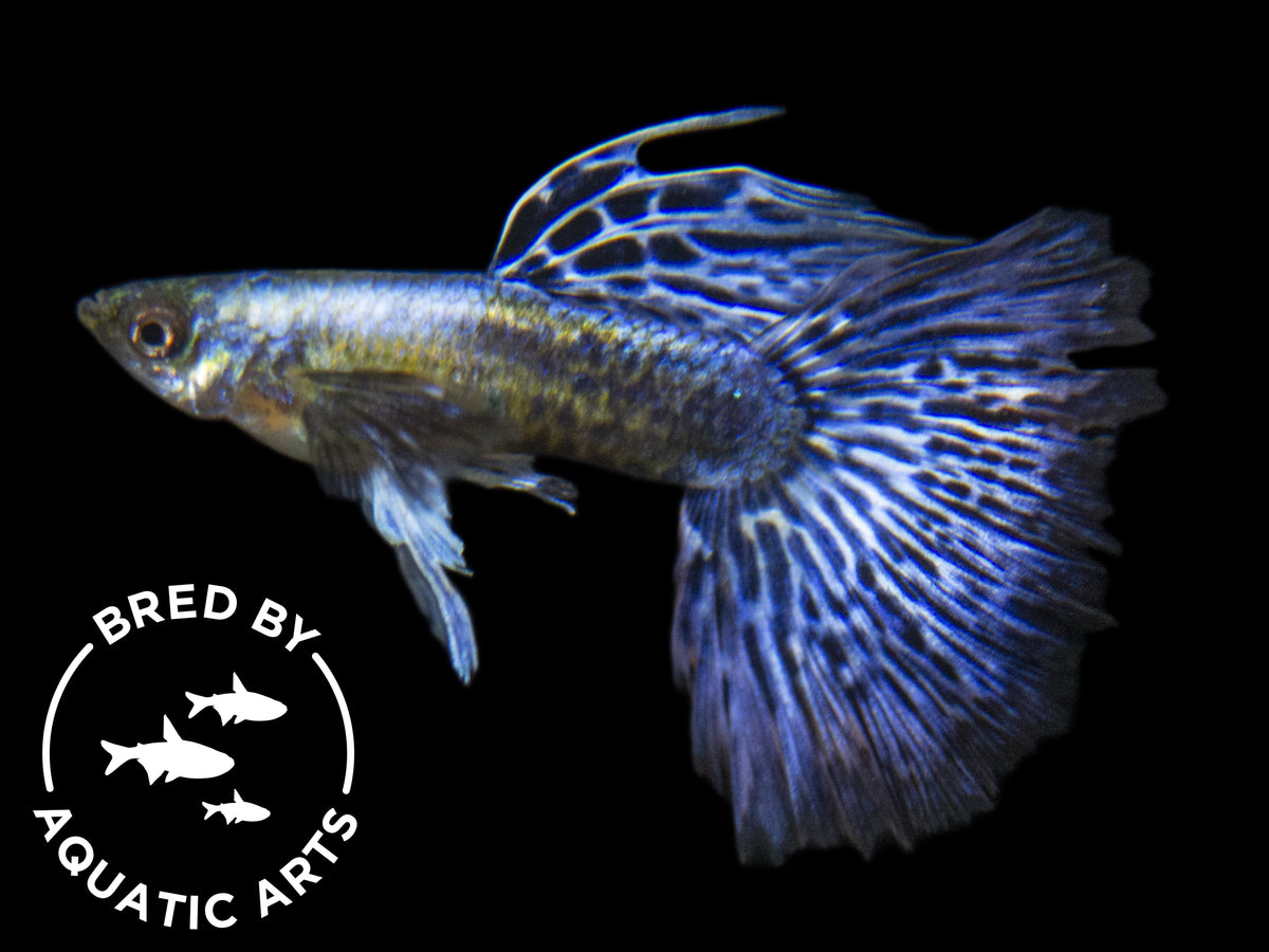 Purple Dragon Mosaic Guppy Bred By Aquatic Arts