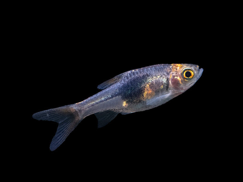 Purple Harlequin Rasbora Freshwater Fish - Aquatic Arts