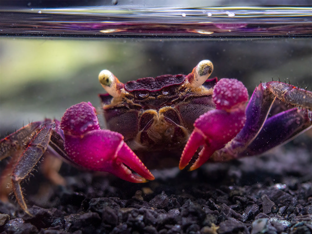 Purple Vampire Crab (Geosesarma Bogorensis) - Aquatic Arts on sale ...