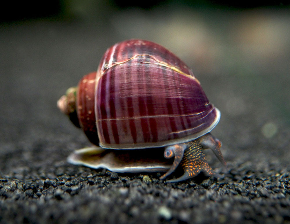 Purple Mystery Snails (Pomacea bridgesii) - Aquatic Arts