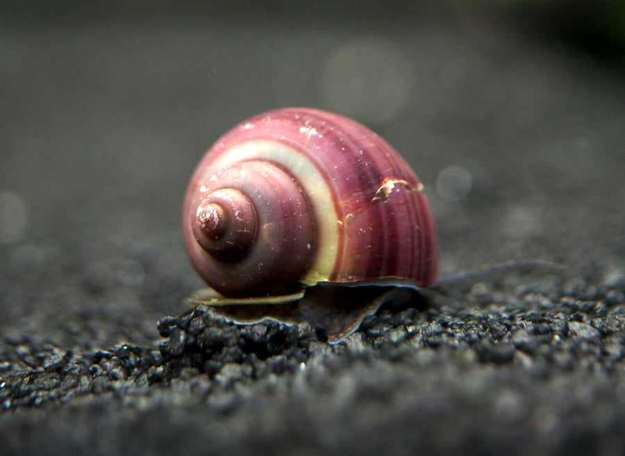 Purple Mystery Snails (Pomacea bridgesii) - Aquatic Arts