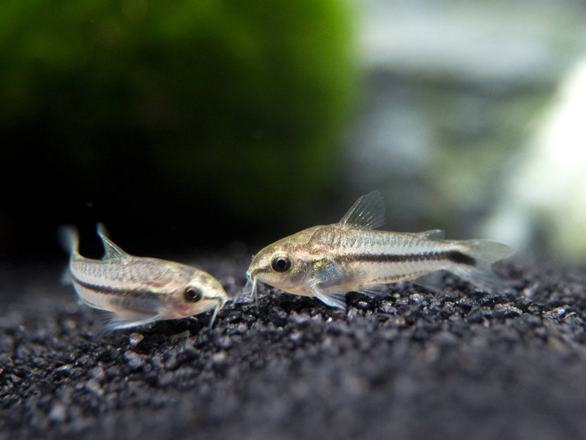 Pygmy Cory Catfish (Corydoras pygmaeus), Tank-Raised! - Aquatic Arts