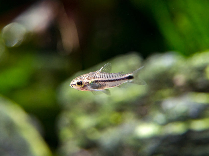Pygmy Cory Catfish (Corydoras pygmaeus), Tank-Raised! - Aquatic Arts