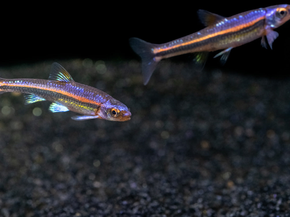 Rainbow Shiner (Notropsis chrosomus), Tank-Bred! - Aquatic Arts on sale ...