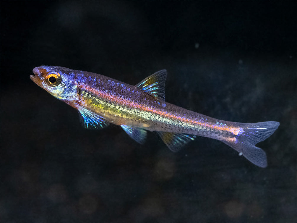 Rainbow Shiner (Notropsis chrosomus), Tank-Bred! - Aquatic Arts on sale ...