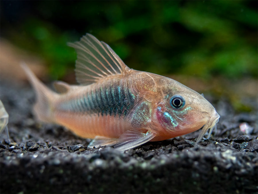 Corydoras Catfish – Page 2 – Aquatic Arts