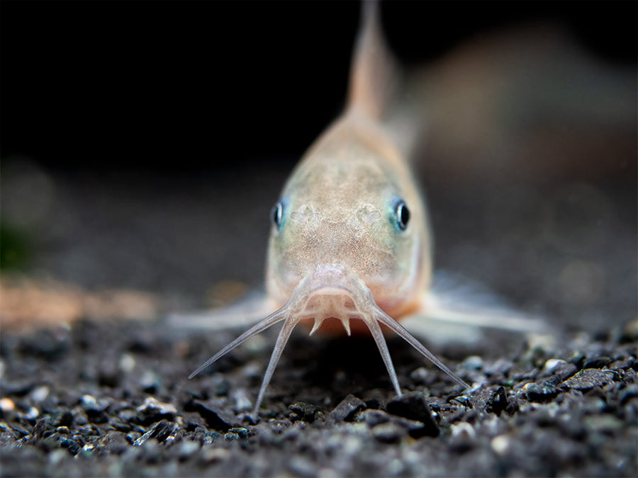 Red Cory Catfish (Corydoras aeneus), Tank-Bred - Aquatic Arts