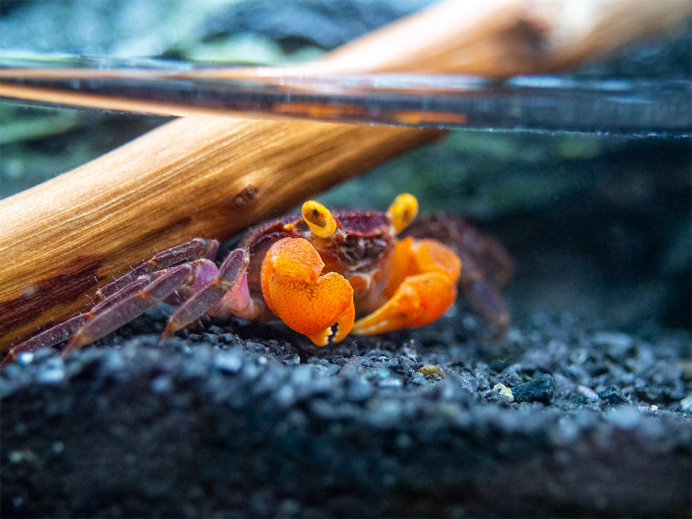 Red Arm Vampire Crab (Geosesarma bicolor) - Aquatic Arts