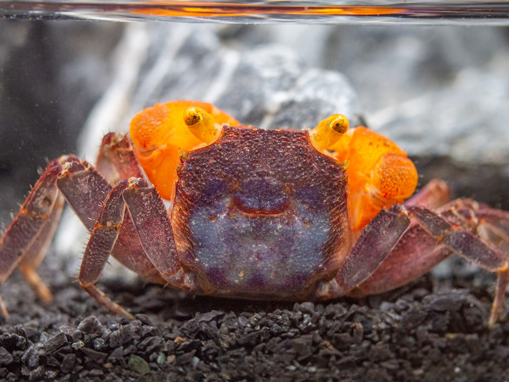 Red Arm Vampire Crab (Geosesarma bicolor) - Aquatic Arts