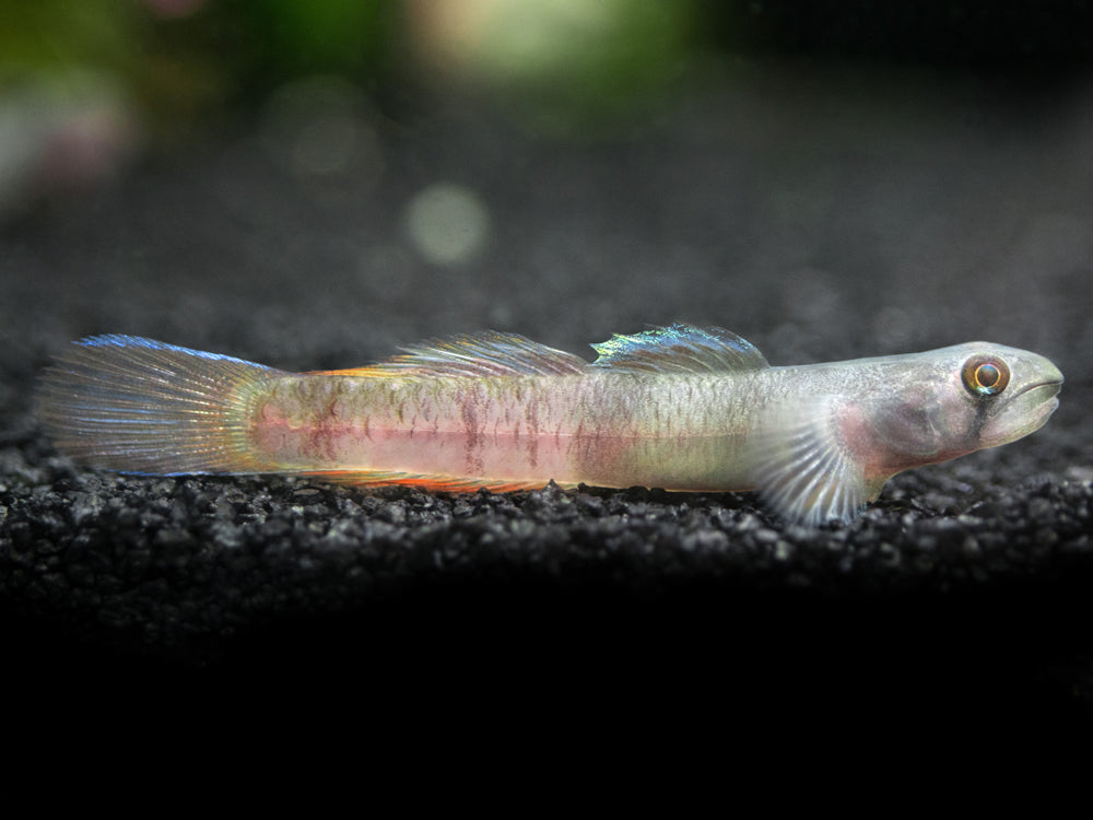Red Belted Goby (Sicyopus zosterophorus) - Aquatic Arts