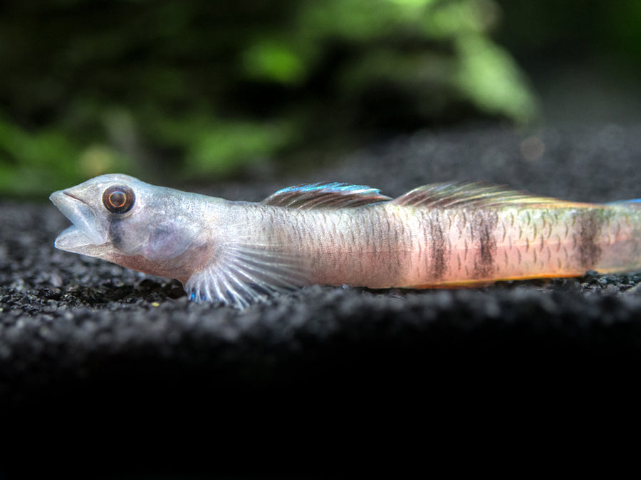 Red Belted Goby (Sicyopus zosterophorus) - Aquatic Arts