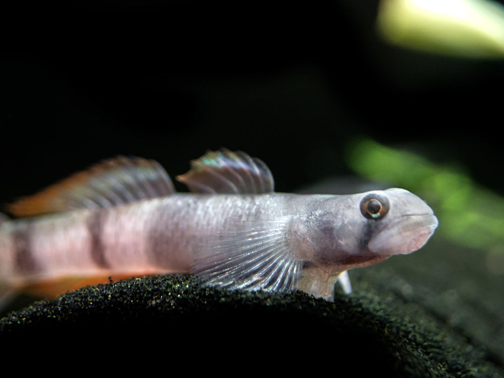 Red Belted Goby (Sicyopus zosterophorus) - Aquatic Arts