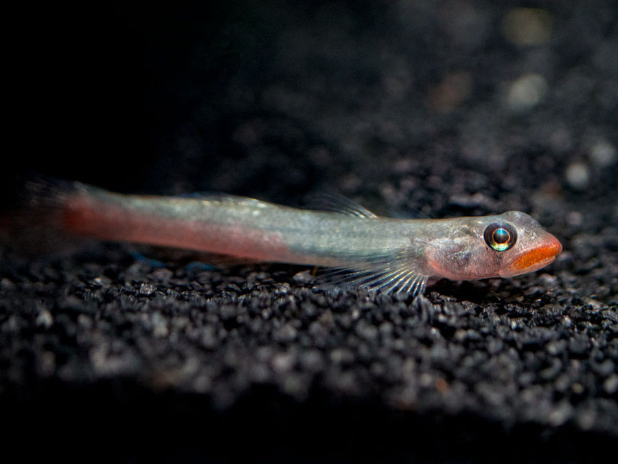 Red Lipstick Sicyopus Goby (Sicyopus rubicundus) - Aquatic Arts
