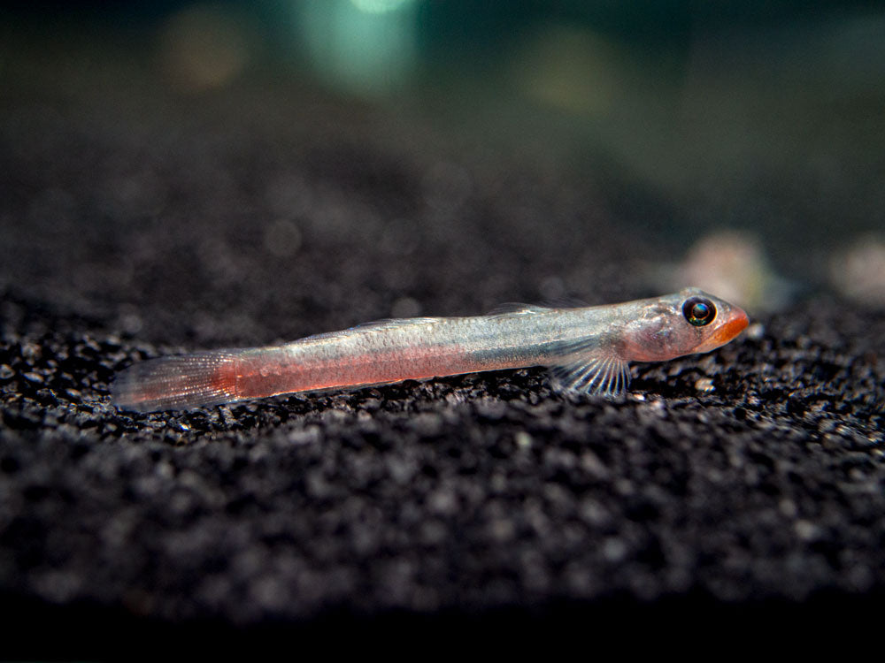 Red Lipstick Sicyopus Goby (Sicyopus rubicundus) - Aquatic Arts