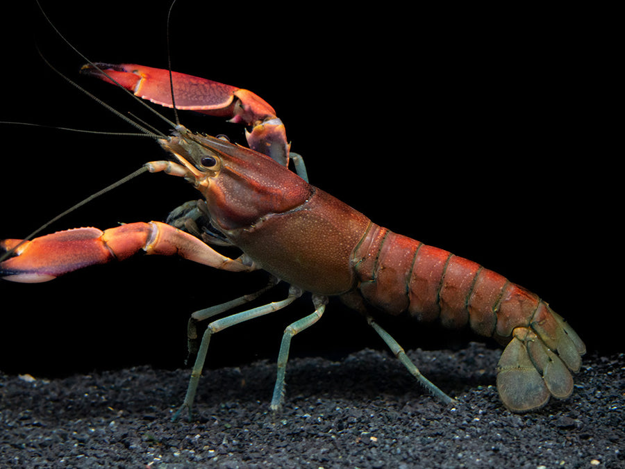 Red Chili AKA Red Brick Crayfish (Cherax wagenknechtae) - Aquatic Arts