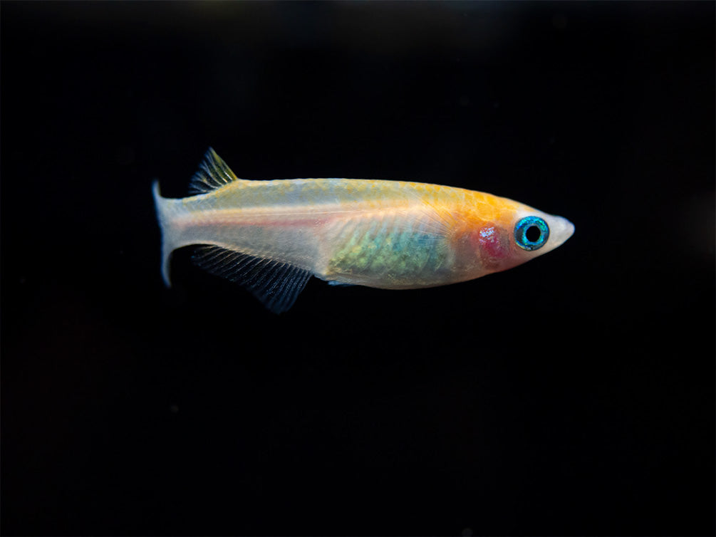 Red Cap Medaka Ricefish (Oryzias latipes) - Aquatic Arts